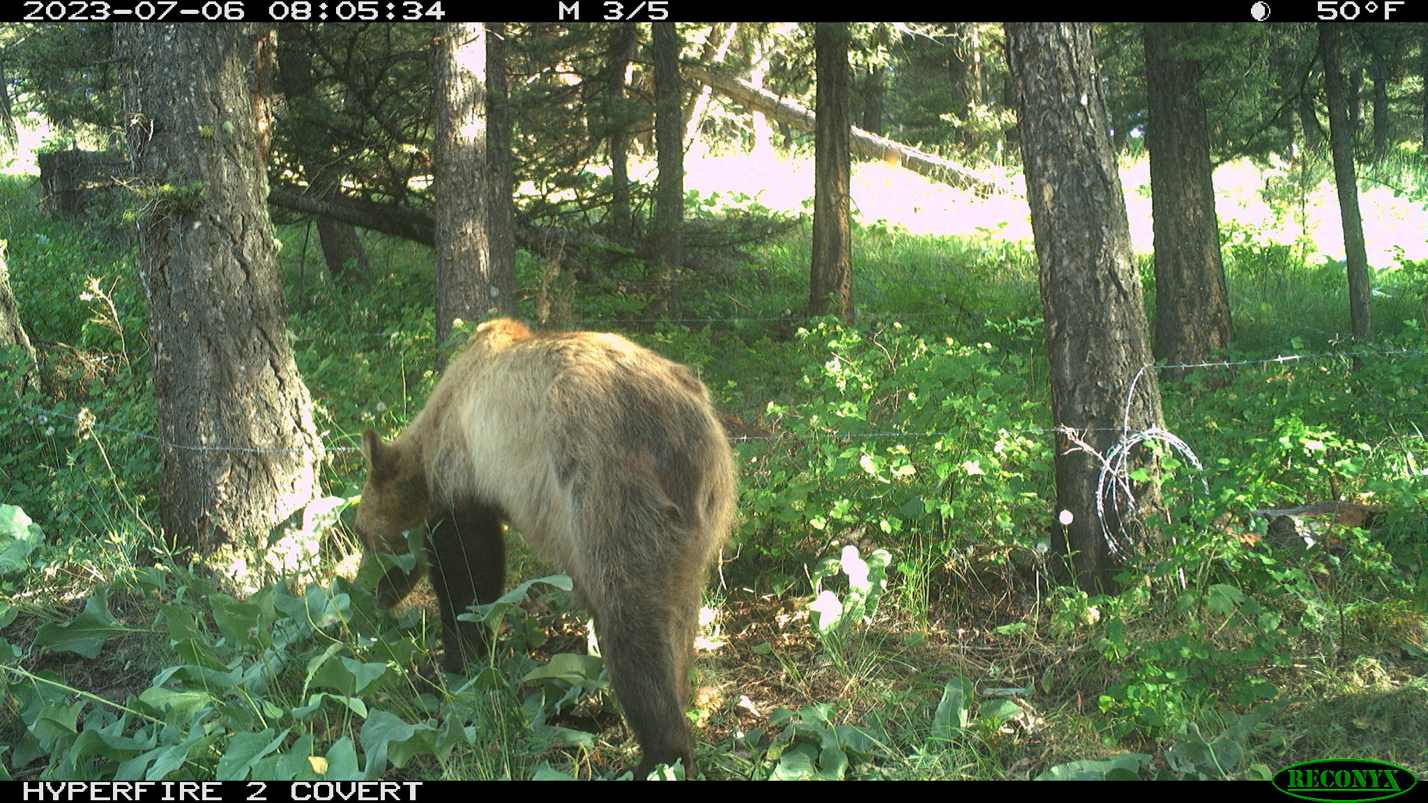 What’s Happening with Northwest Grizzly Bears in 2024 | Defenders of Wildlife